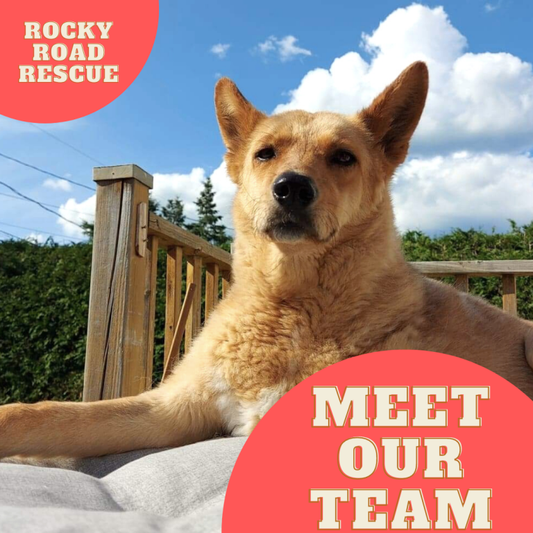 Meet the Team – Rocky Road Rescue